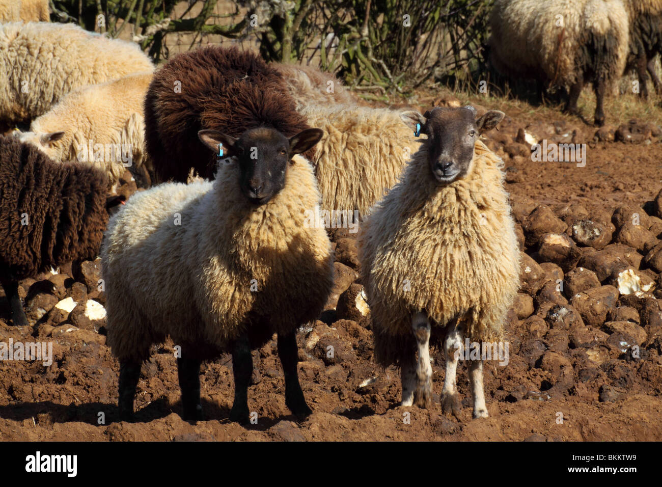domestic sheep ovis aries ruminant mammal Stock Photo - Alamy