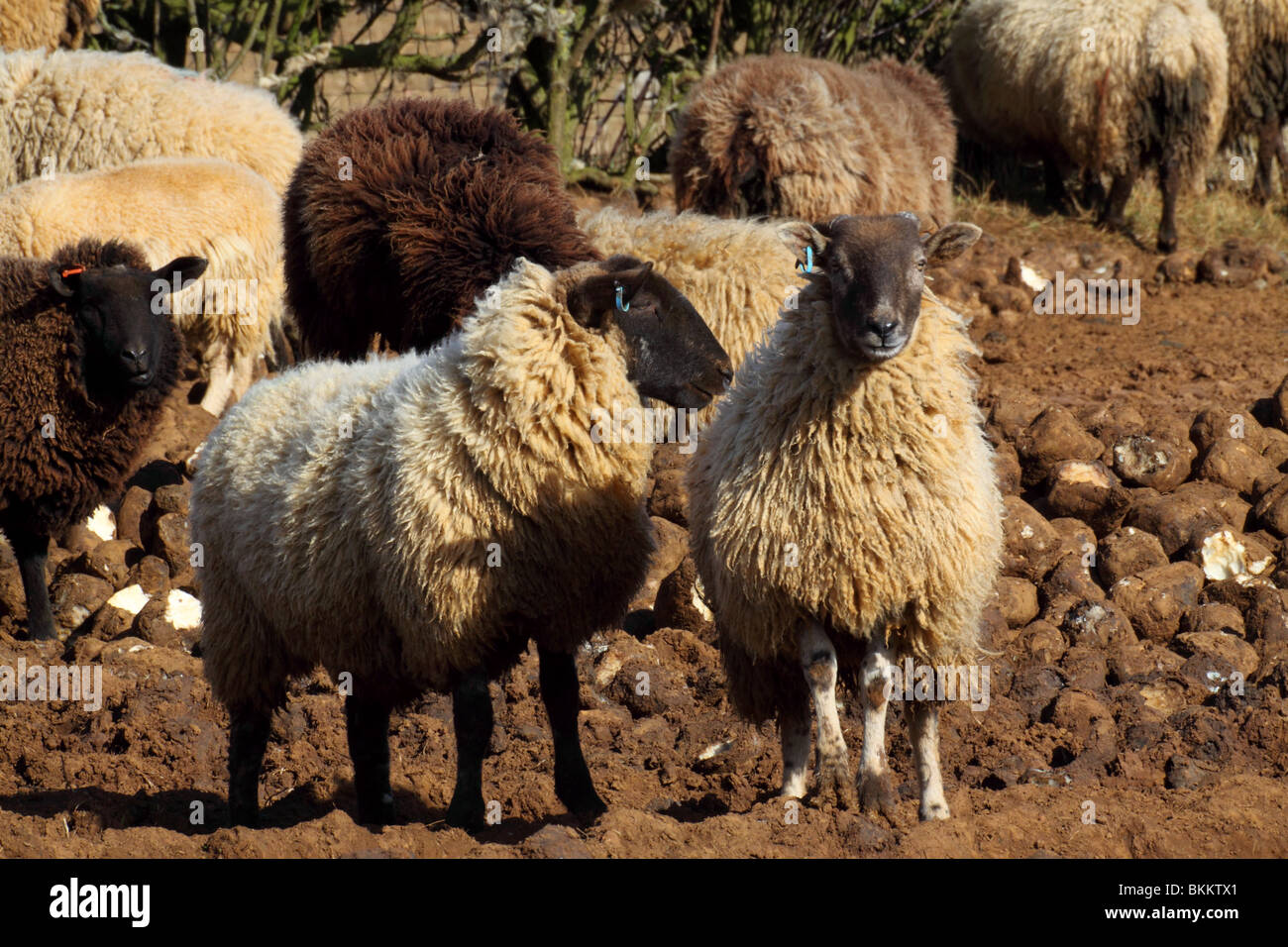domestic sheep ovis aries ruminant mammal Stock Photo - Alamy