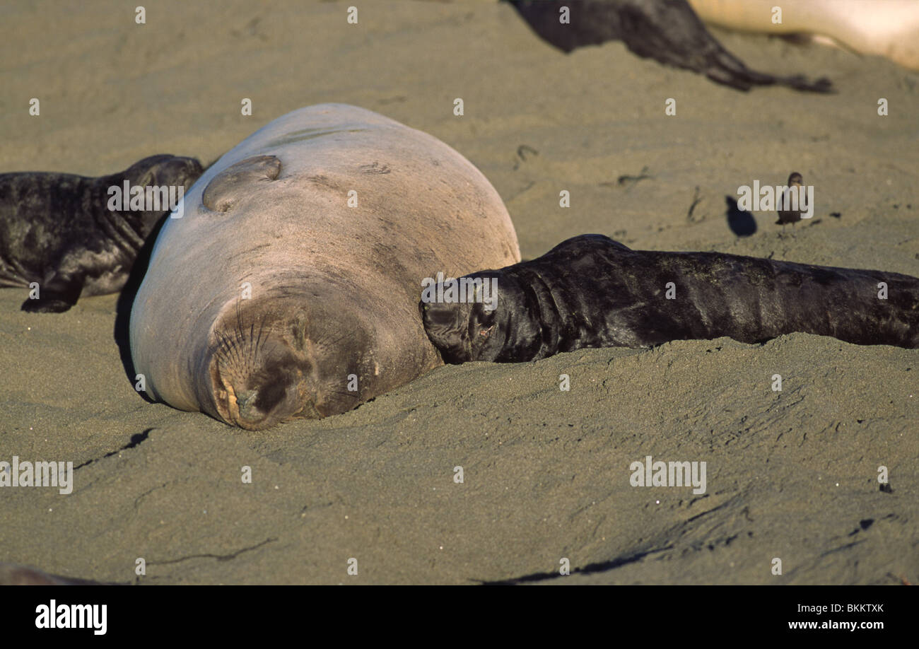 Animal animaux elephant hi-res stock photography and images - Alamy