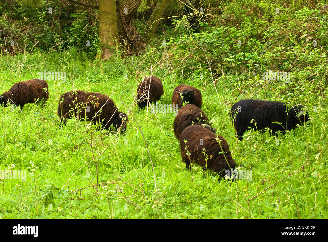 Hebridean sheep grazing hi-res stock photography and images - Alamy