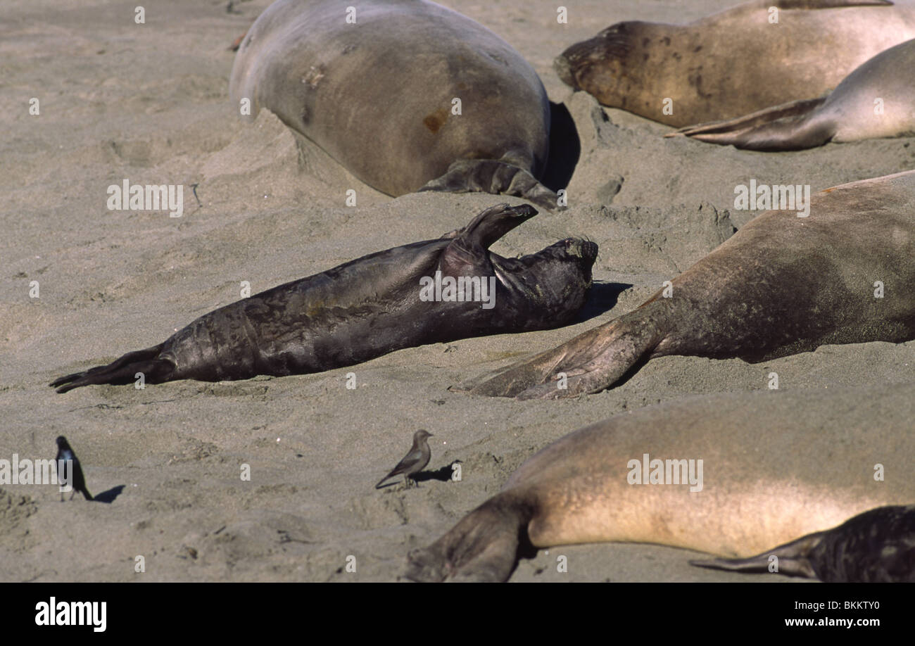 Animal animaux elephant hi-res stock photography and images - Alamy