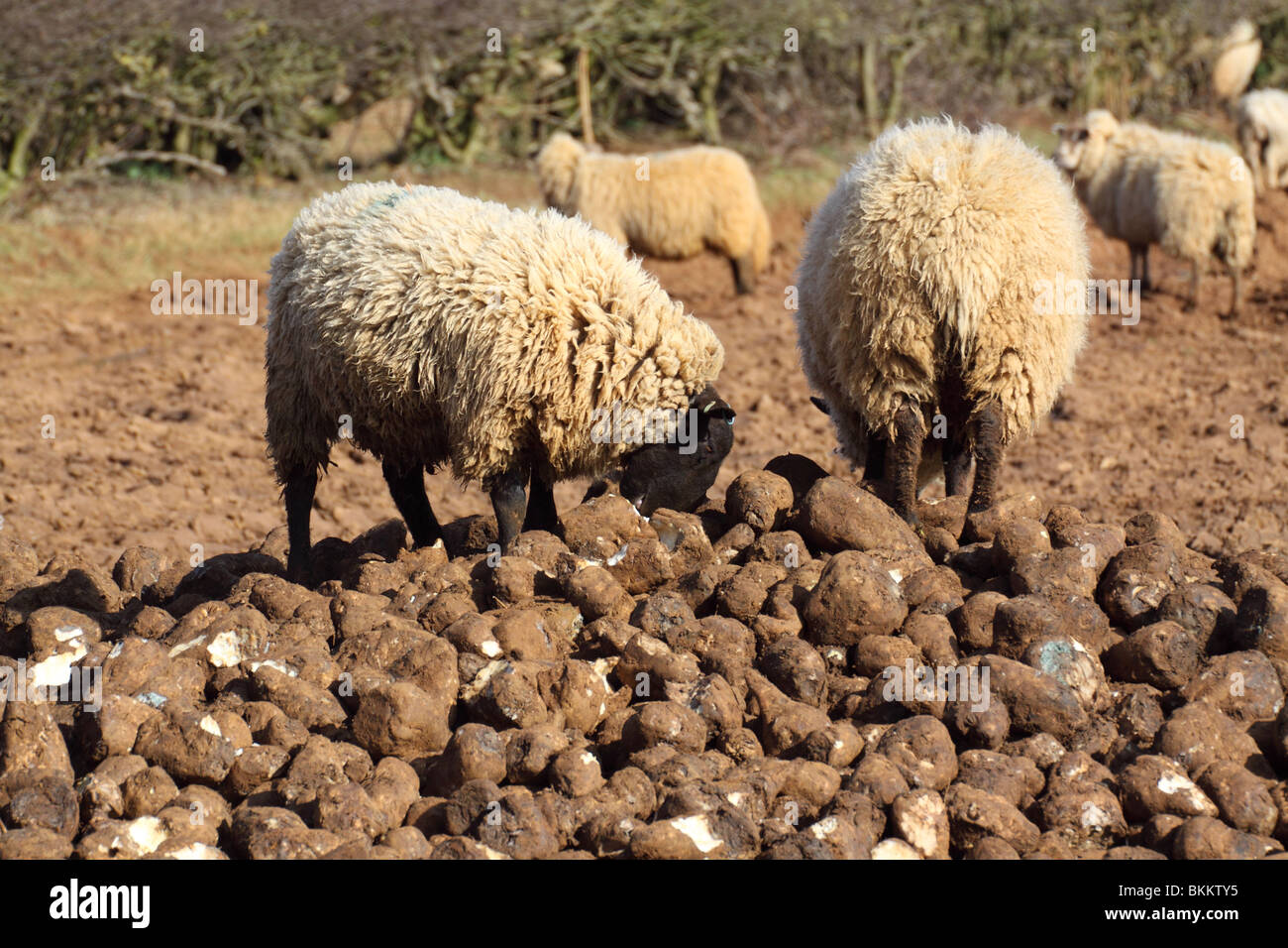 Ruminant feed hi-res stock photography and images - Alamy