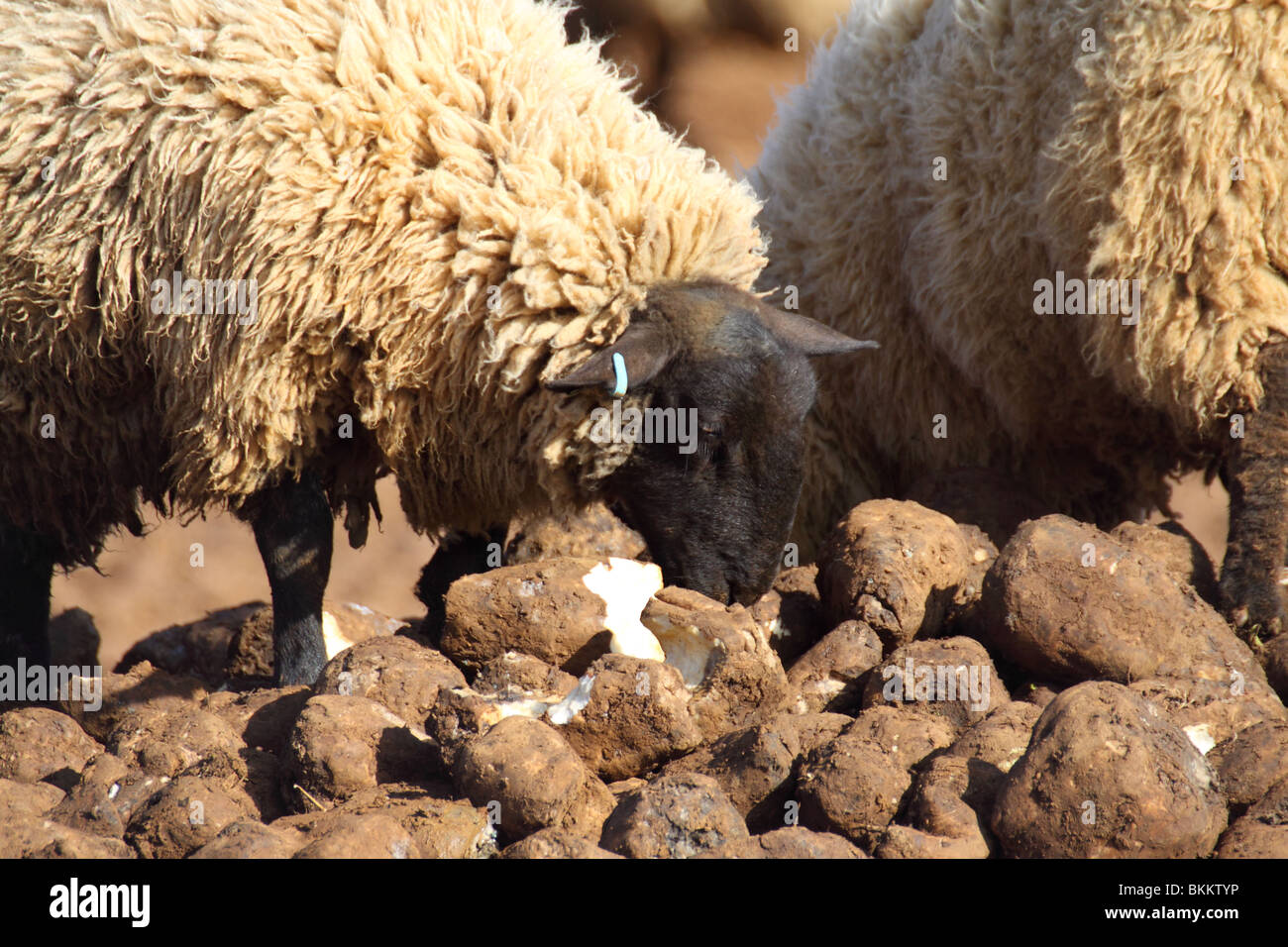 domestic sheep ovis aries ruminant mammal Stock Photo - Alamy
