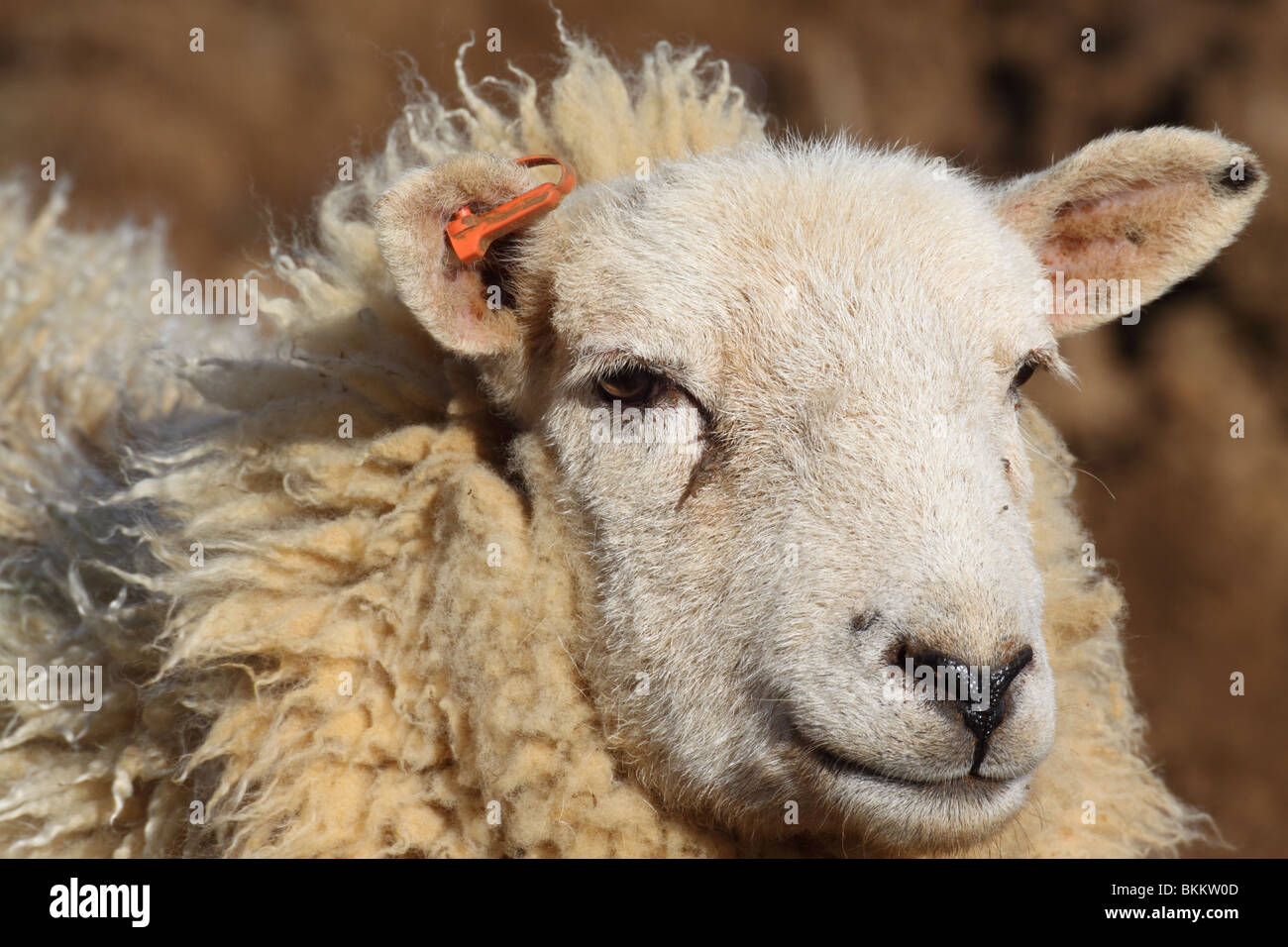 domestic sheep ovis aries ruminant mammal Stock Photo - Alamy
