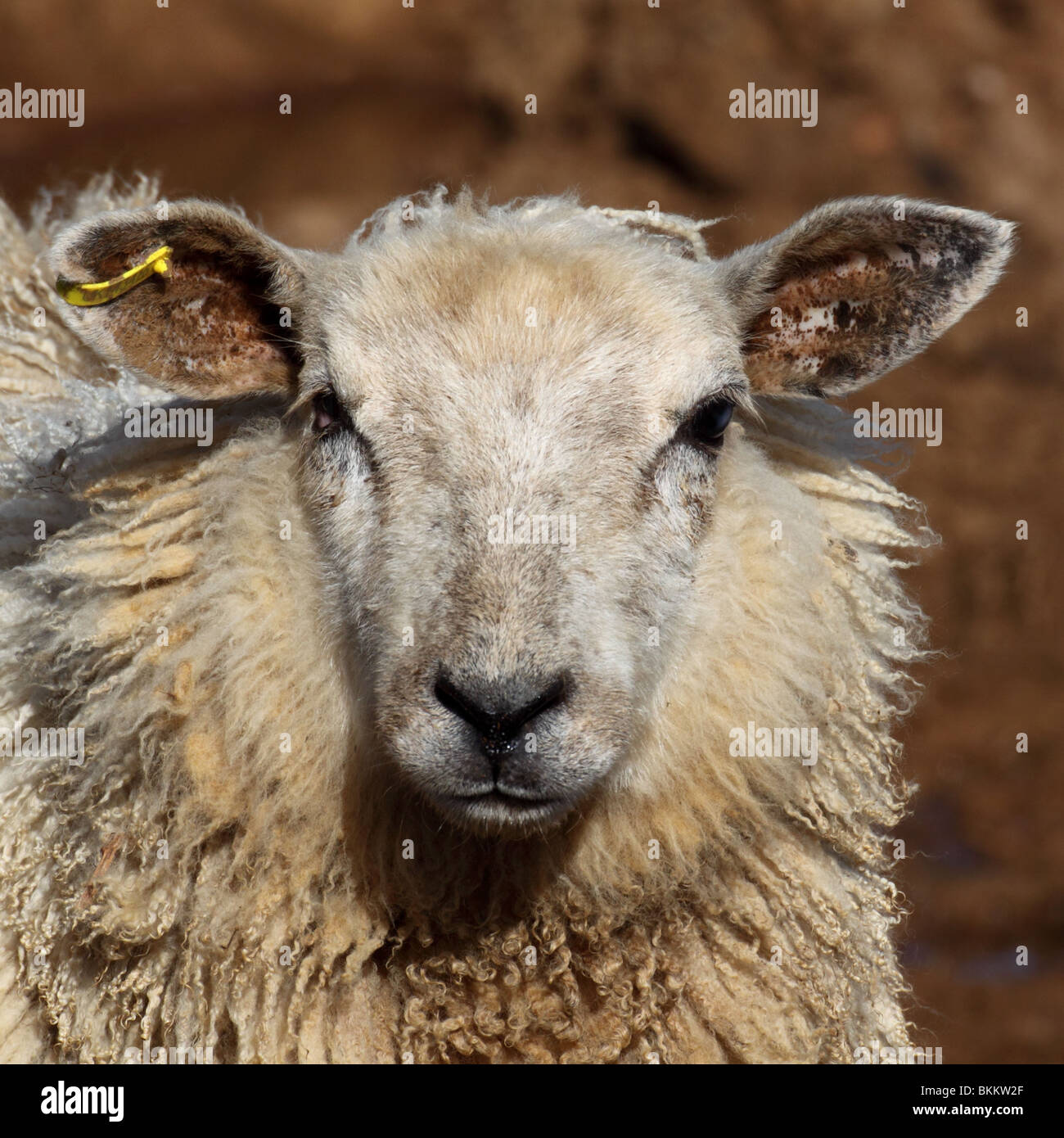 Ruminant mammal hi-res stock photography and images - Alamy