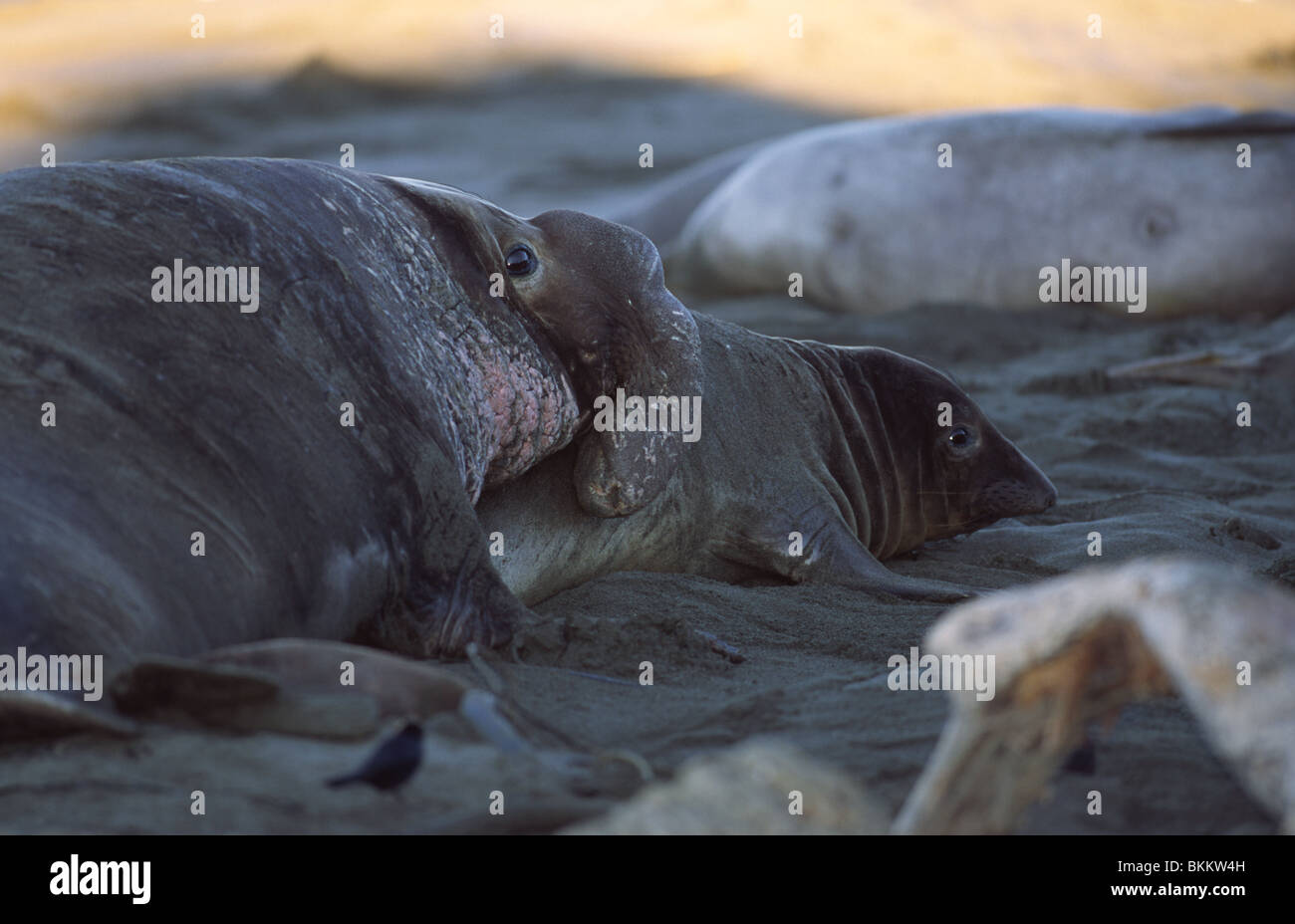 Male northern elephant seals mating hi-res stock photography and images ...