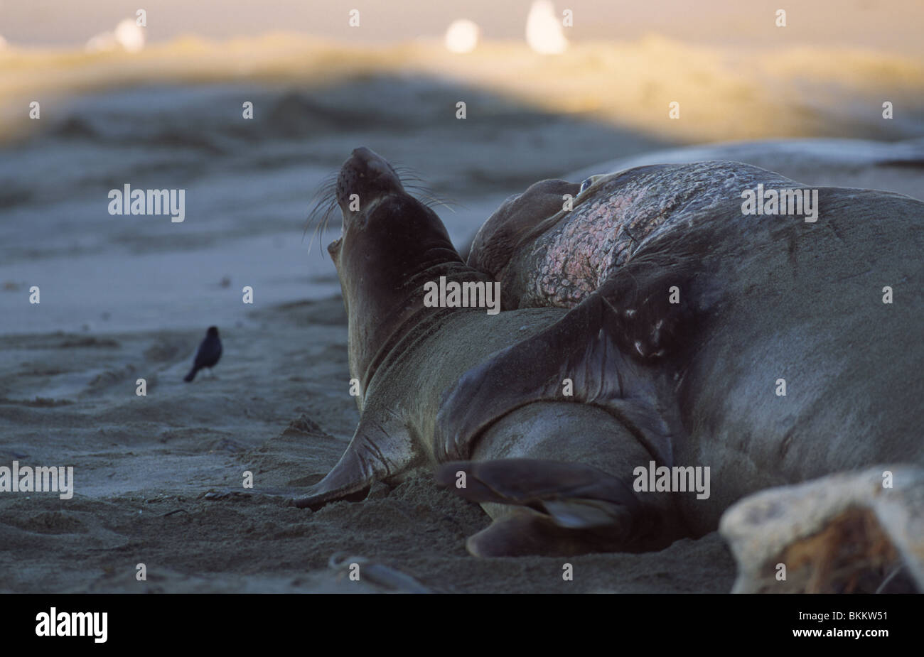 Male northern elephant seals mating hi-res stock photography and images ...