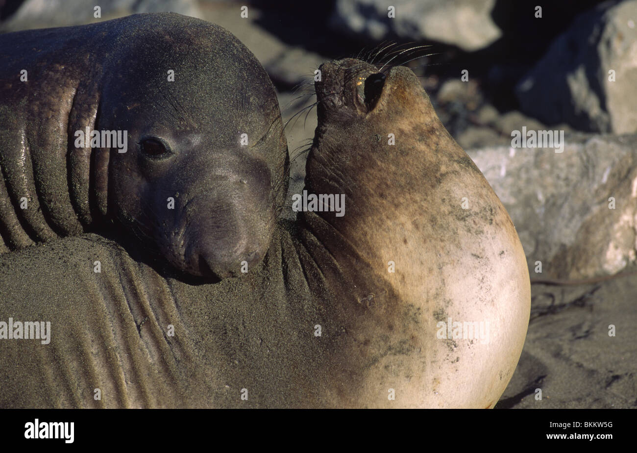 Male northern elephant seals mating hi-res stock photography and images ...