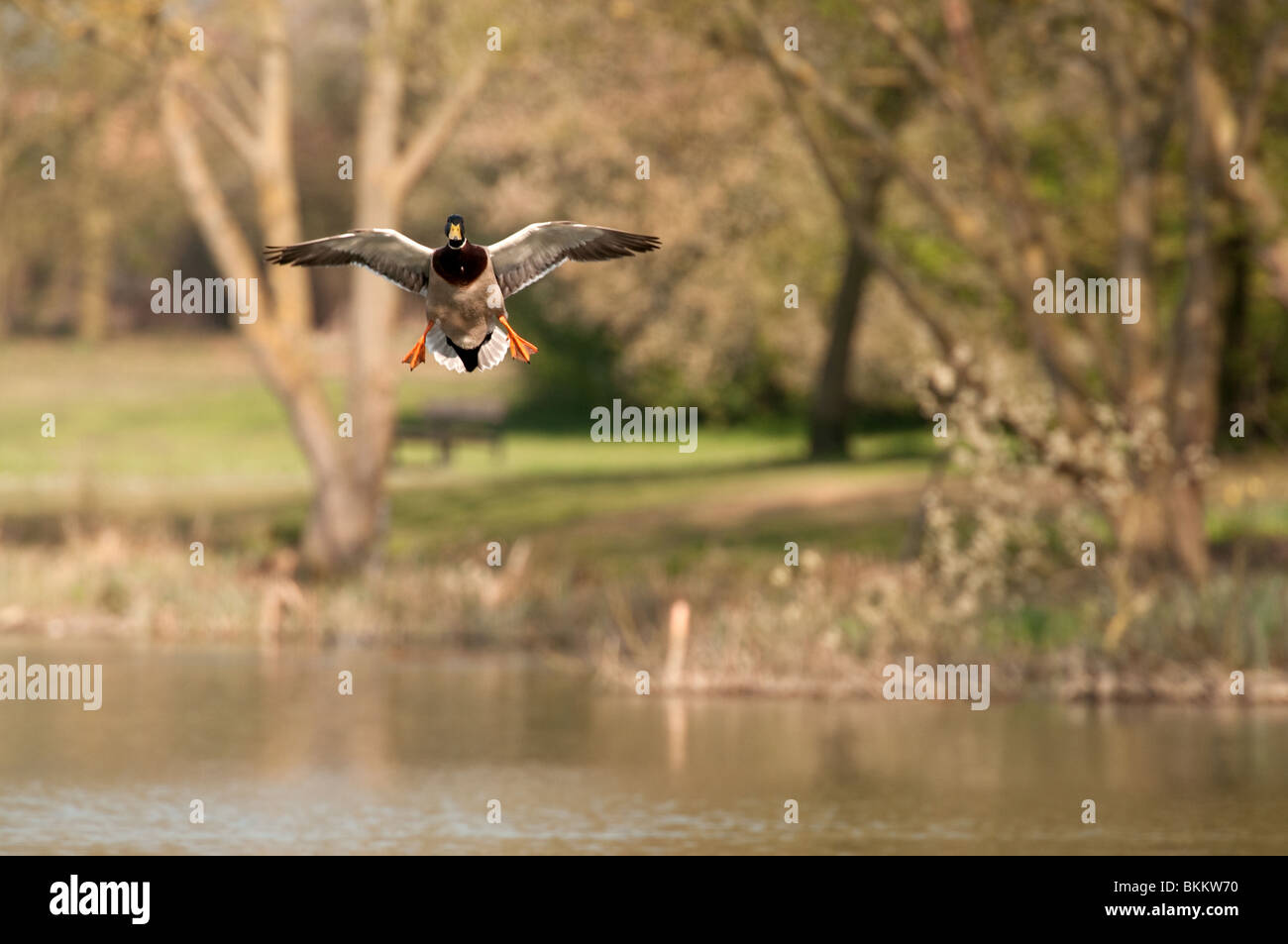 Mallrd duck incoming Stock Photo - Alamy