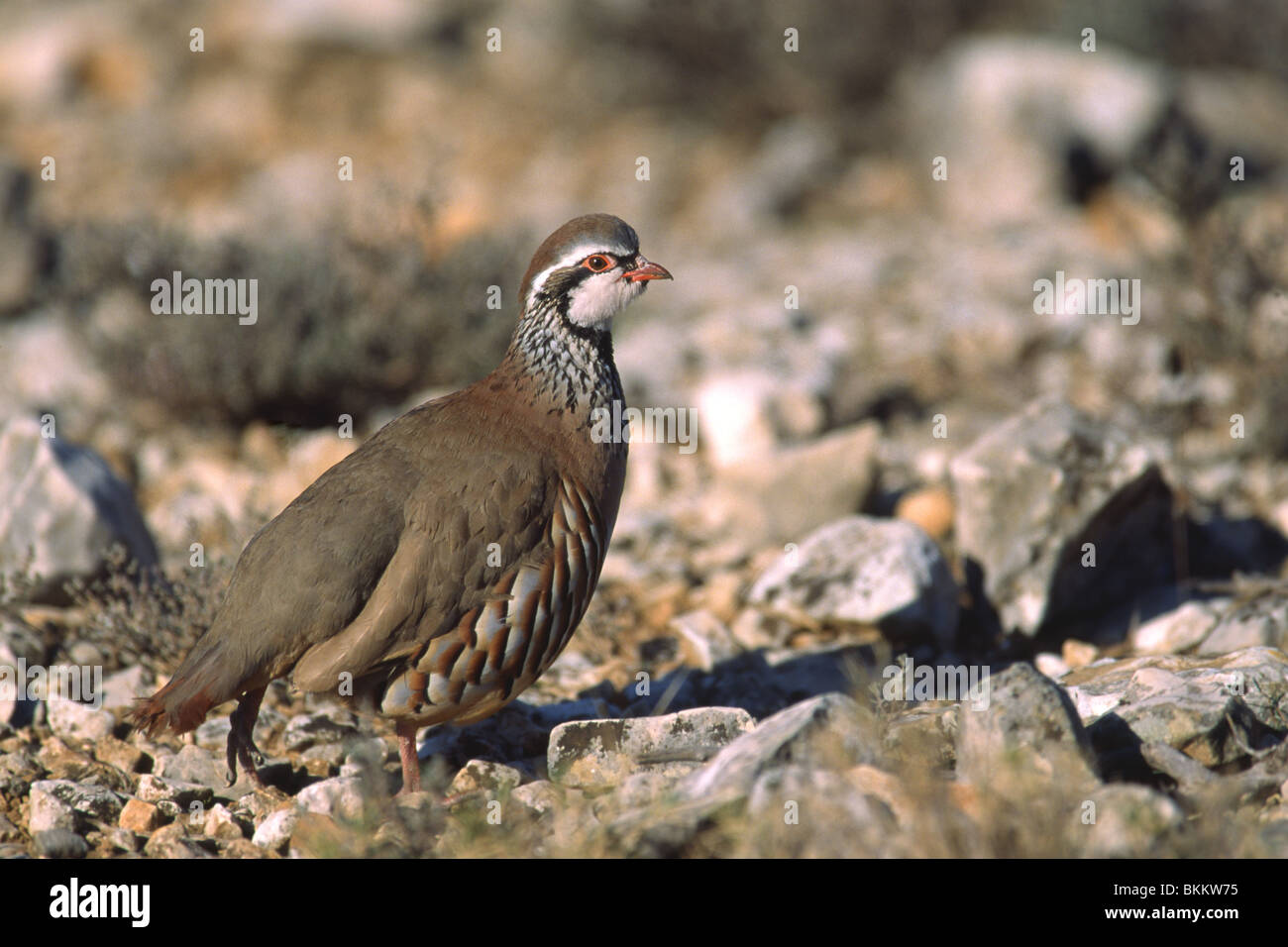 Red legged partridge france hi-res stock photography and images - Alamy