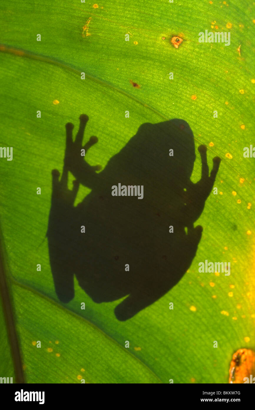 animal tree frog batracian provence france Stock Photo - Alamy