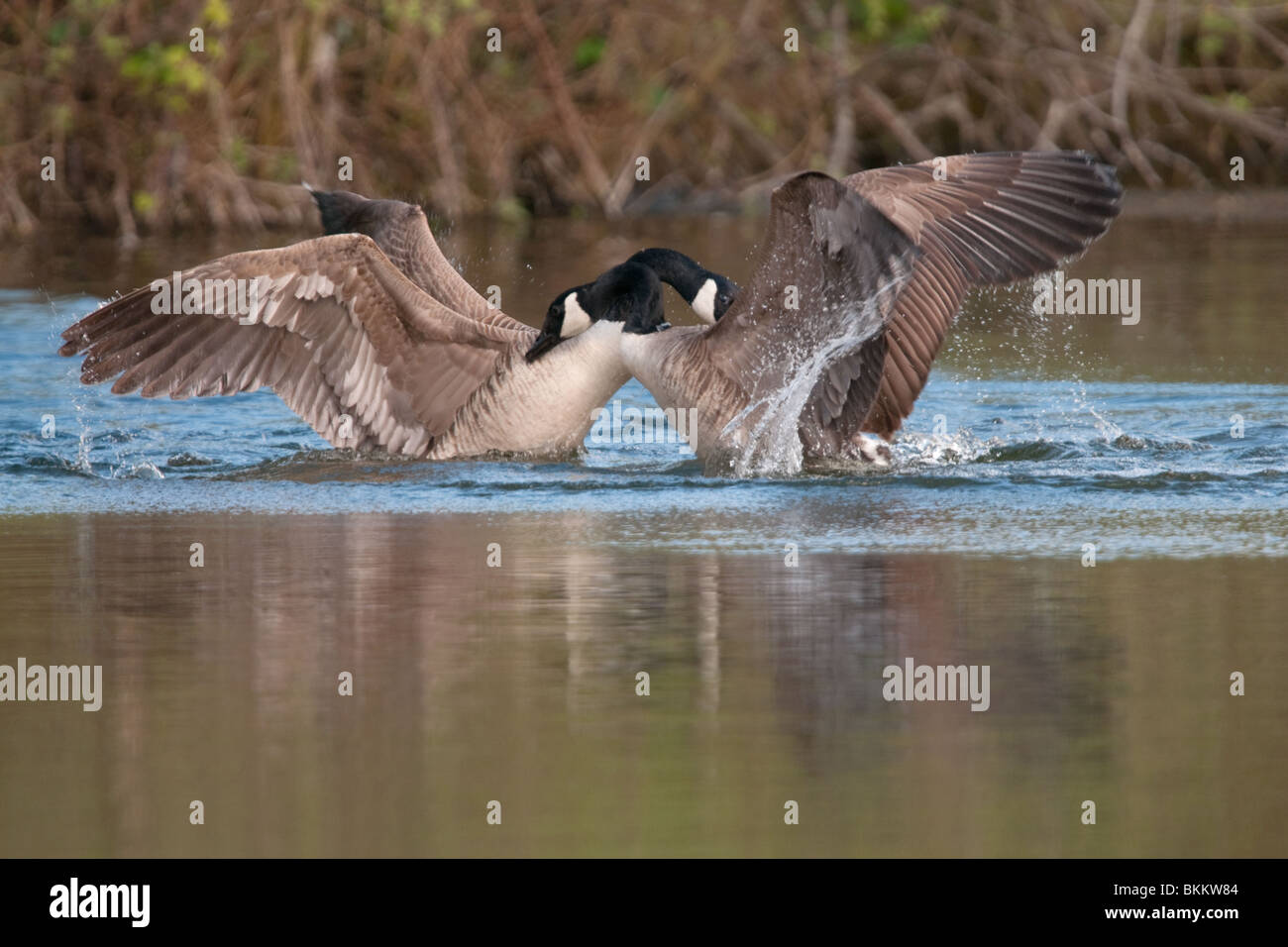 Canada geese fighting Stock Photo - Alamy