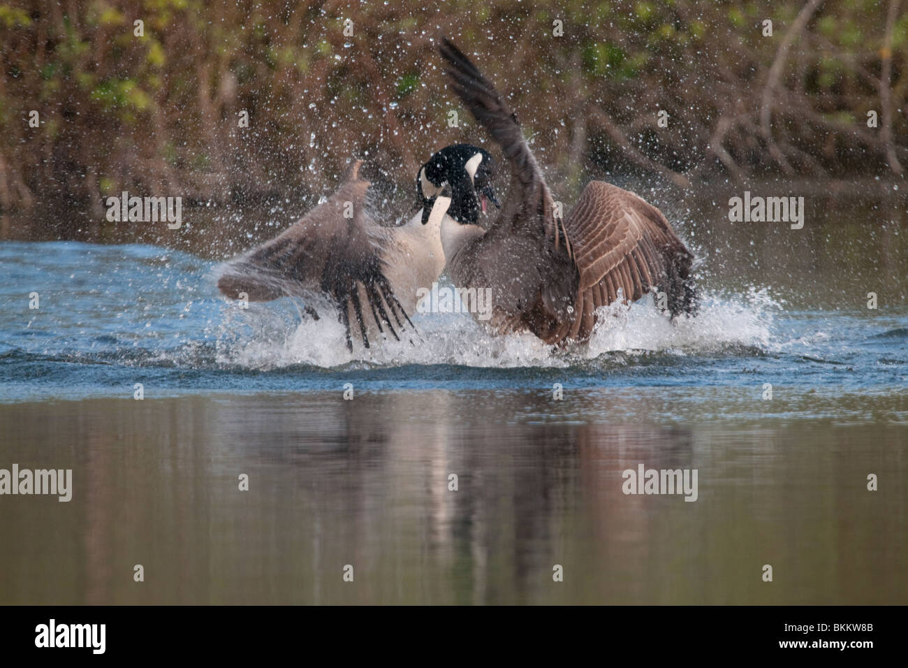 Geese fighting hi-res stock photography and images - Alamy