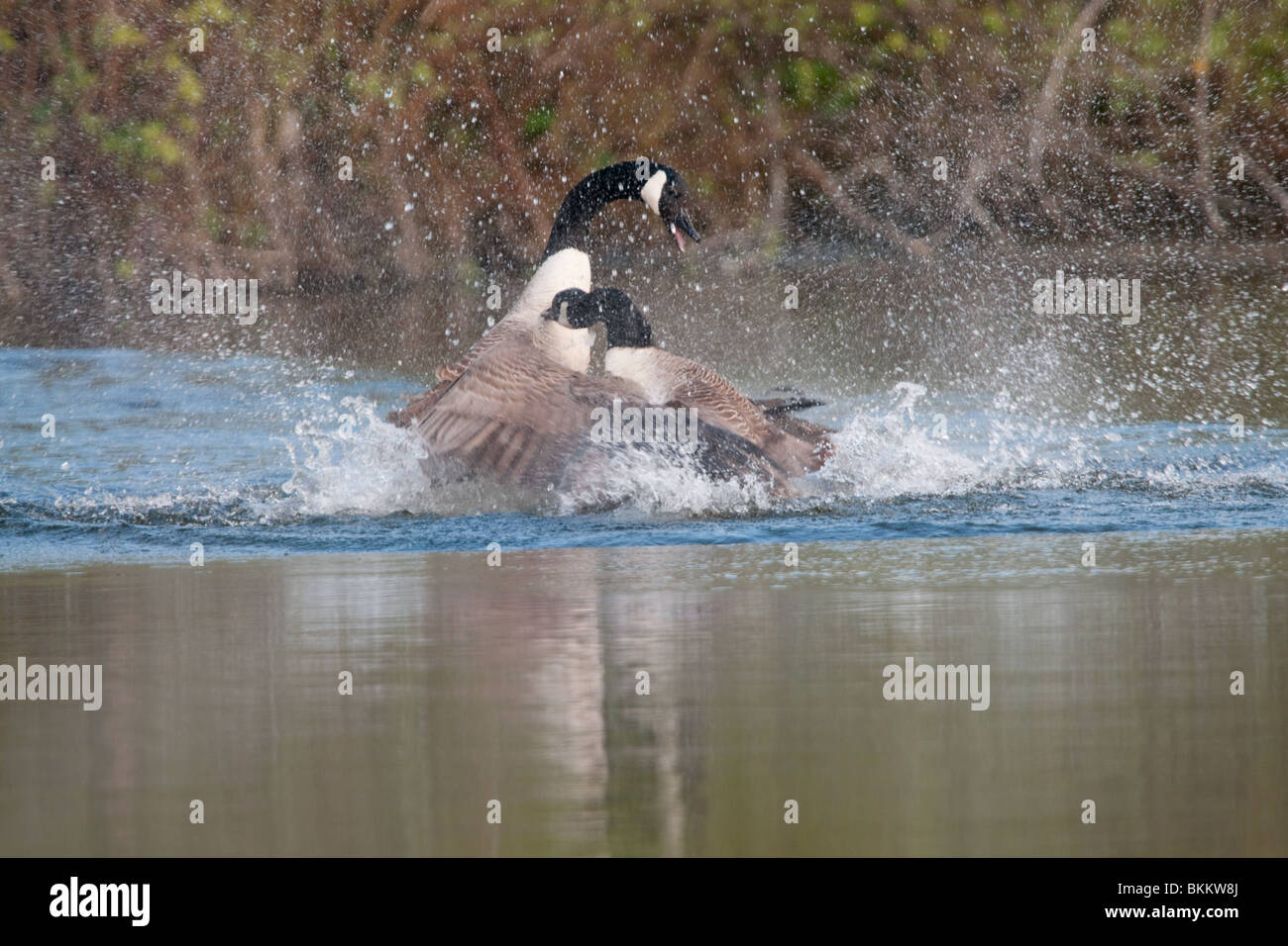 Canada geese fighting Stock Photo - Alamy