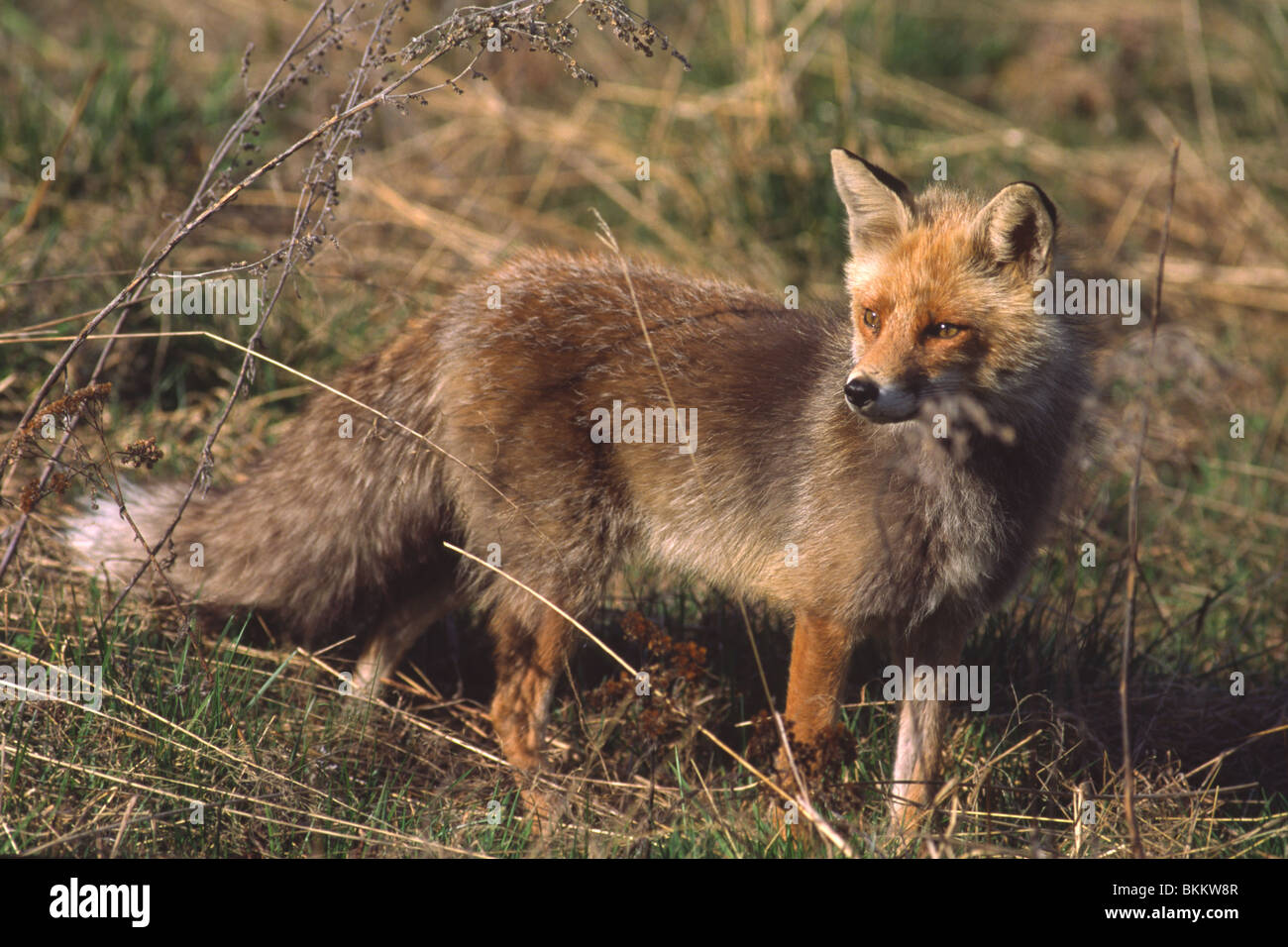 red fox animal mammal predator fur Stock Photo - Alamy