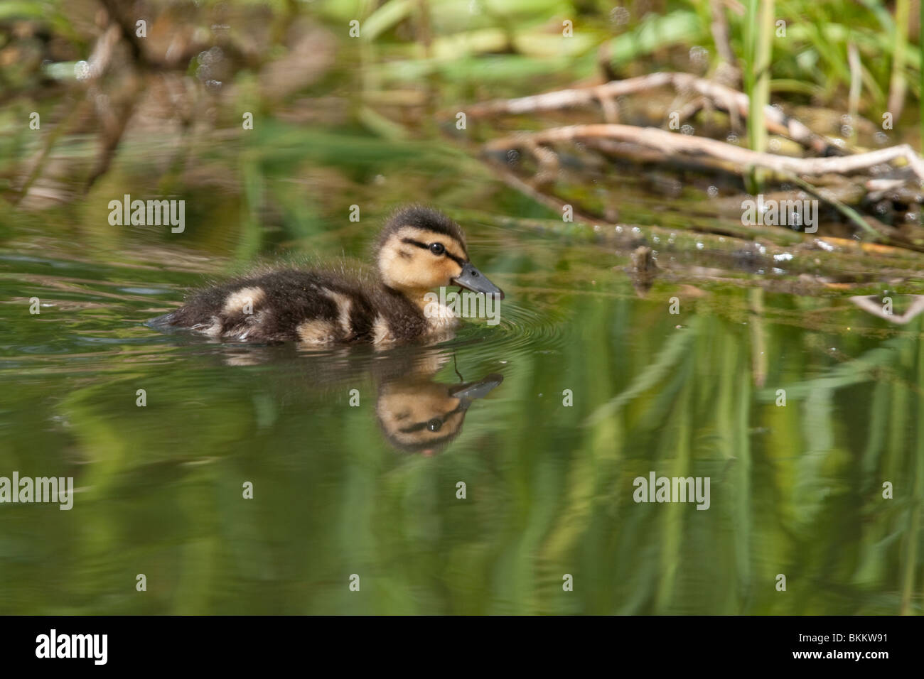 Mallard duckling reflection Stock Photo - Alamy