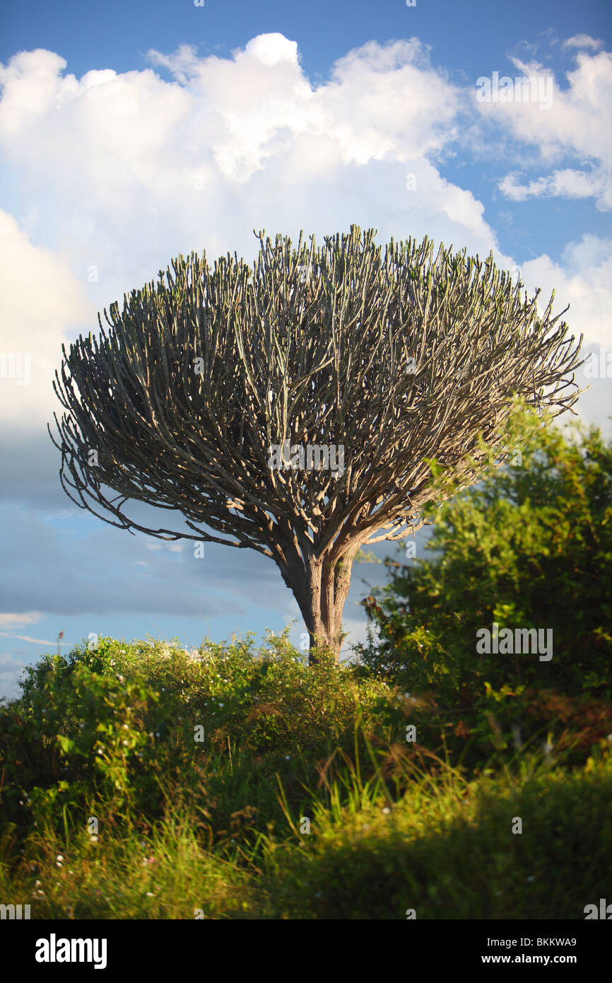 Euphorbia candelabra hi-res stock photography and images - Alamy