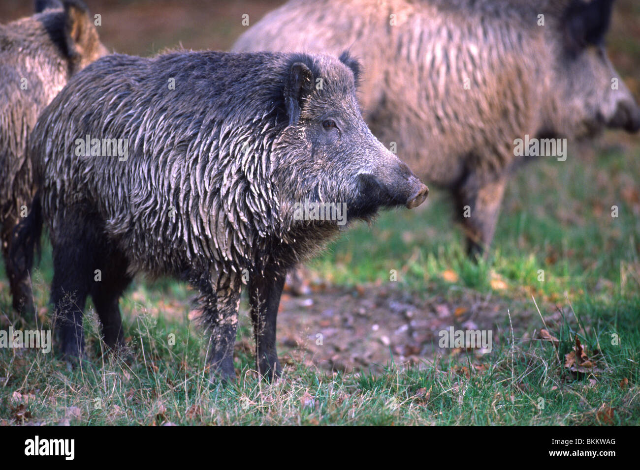 Mammal wild boar pig hi-res stock photography and images - Alamy
