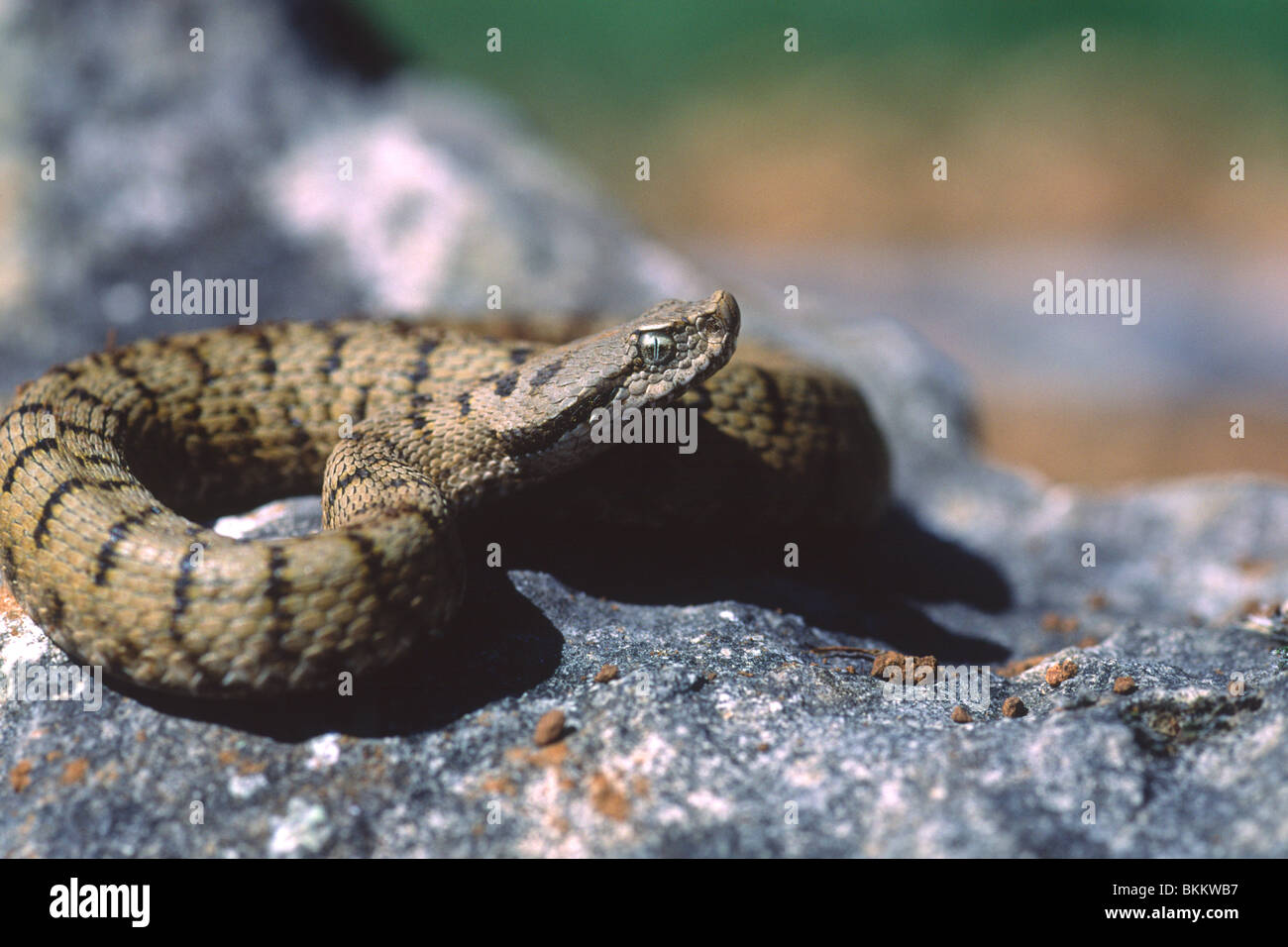 The asp hi-res stock photography and images - Alamy