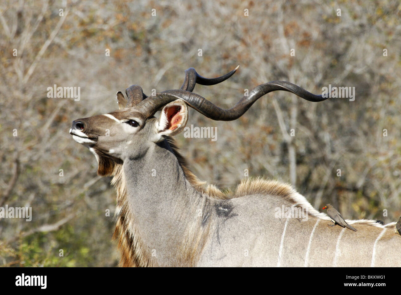 Male Greater Kudu, Kruger park, South Africa Stock Photo - Alamy