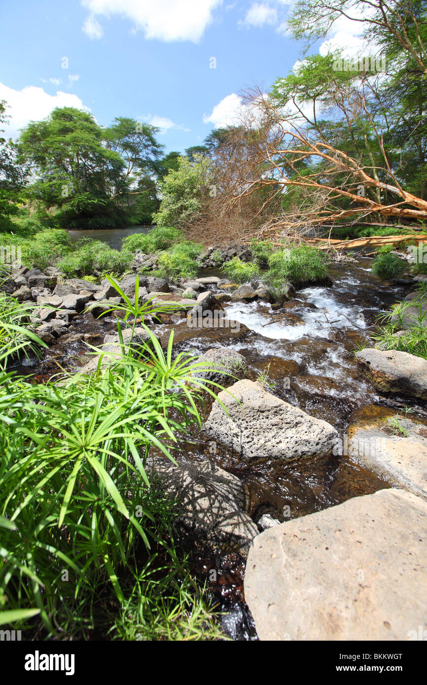 Mzima springs hi-res stock photography and images - Alamy