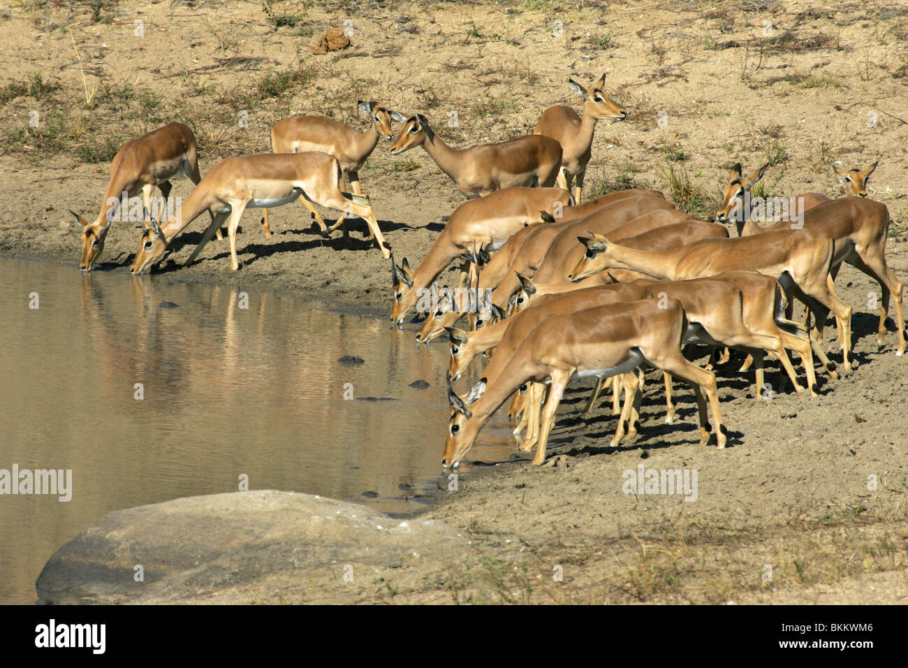 Drinking impala hi-res stock photography and images - Alamy