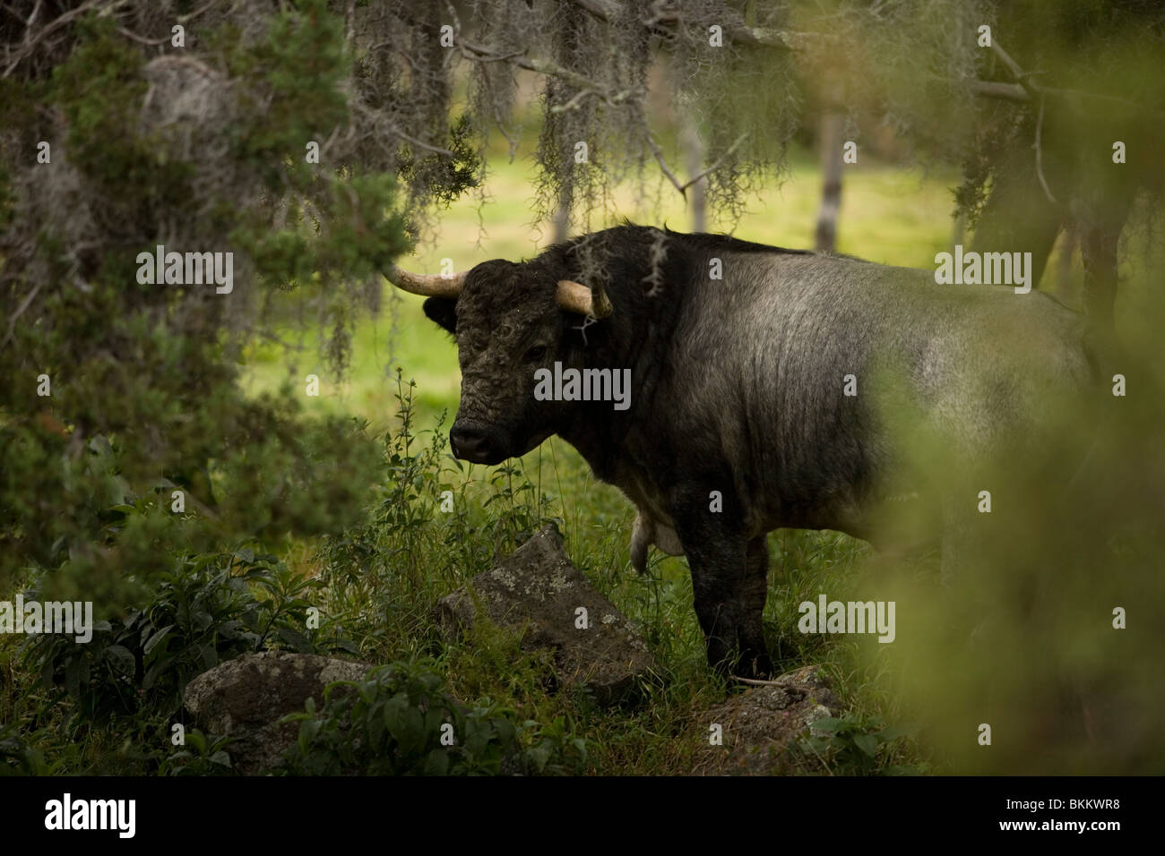 A fighting bull stands in Piedras Negras ranch in Apizaco, Tlaxcala ...