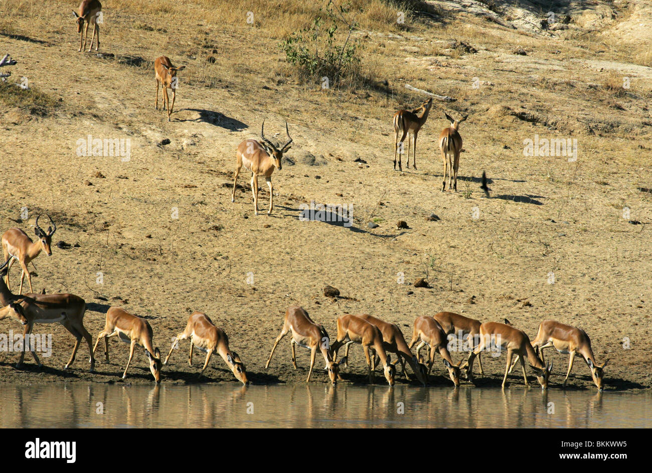 Drinking impala hi-res stock photography and images - Alamy