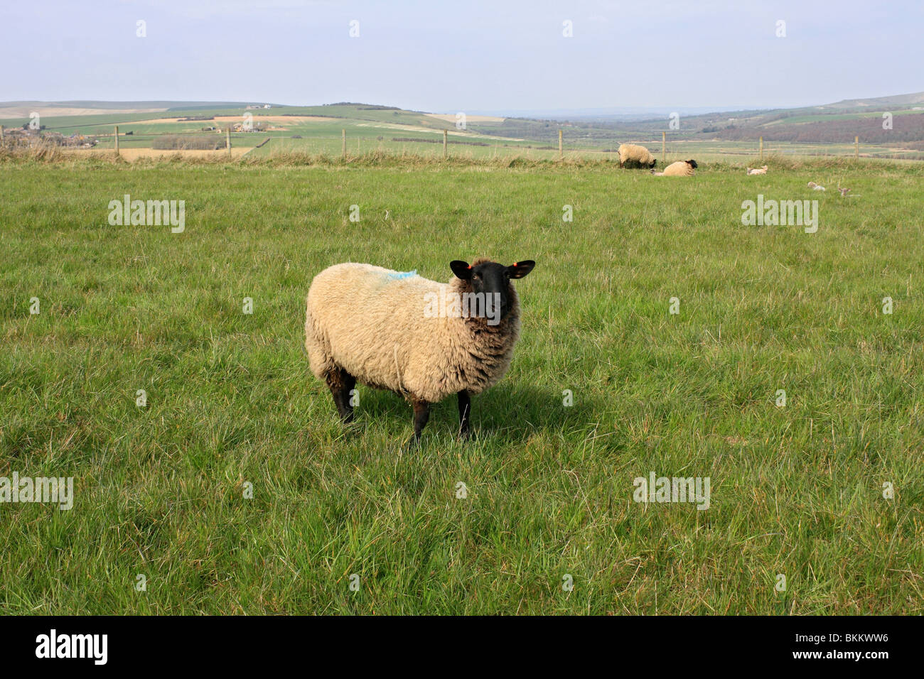 Black face suffolk sheep hi-res stock photography and images - Alamy