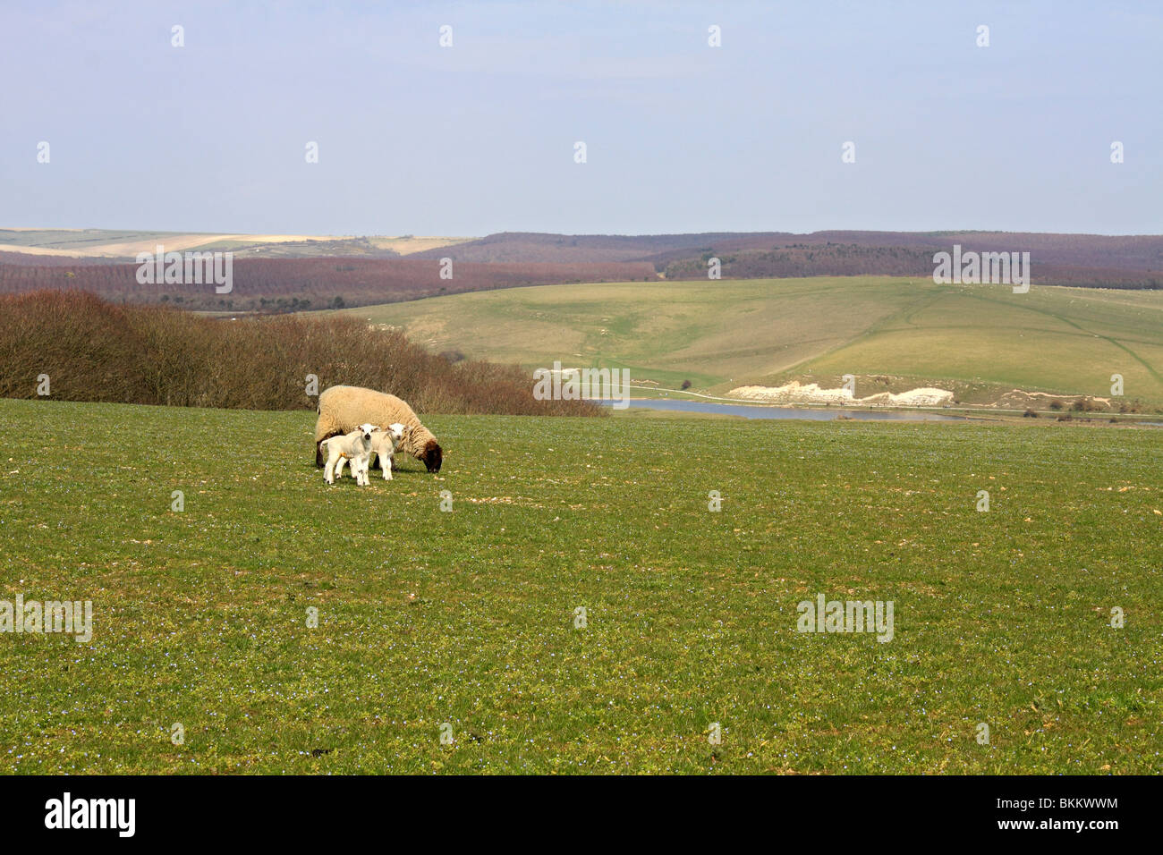Black faced Suffolk domestic sheep on farmland at Seaford, East Sussex ...