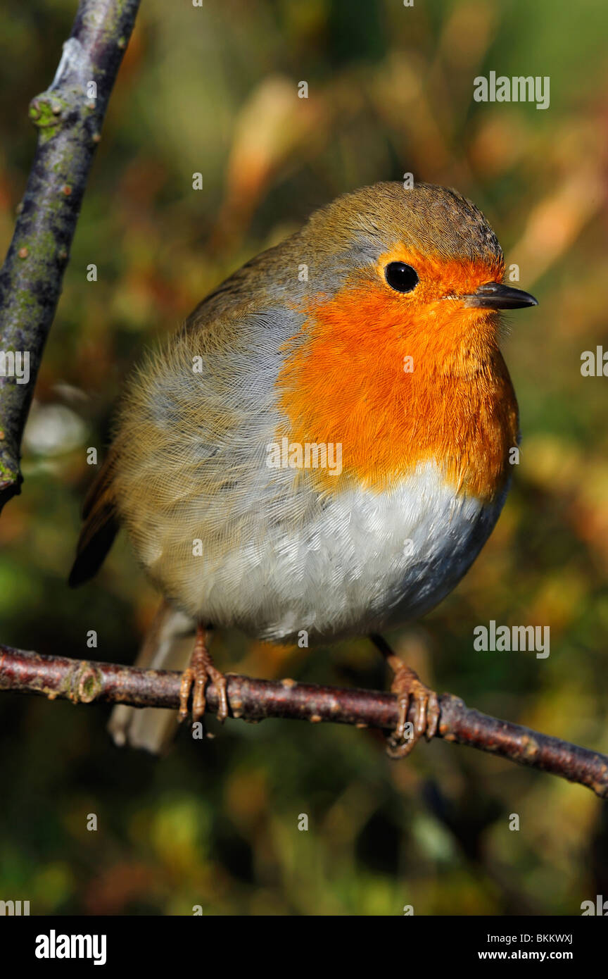 Robin on branch Stock Photo - Alamy
