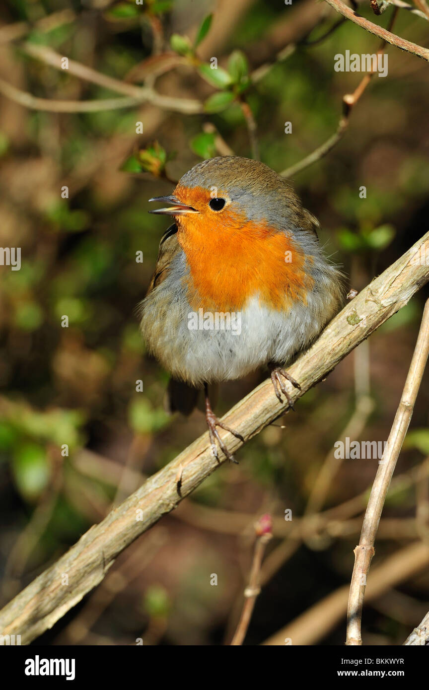 Robin on branch hi-res stock photography and images - Alamy