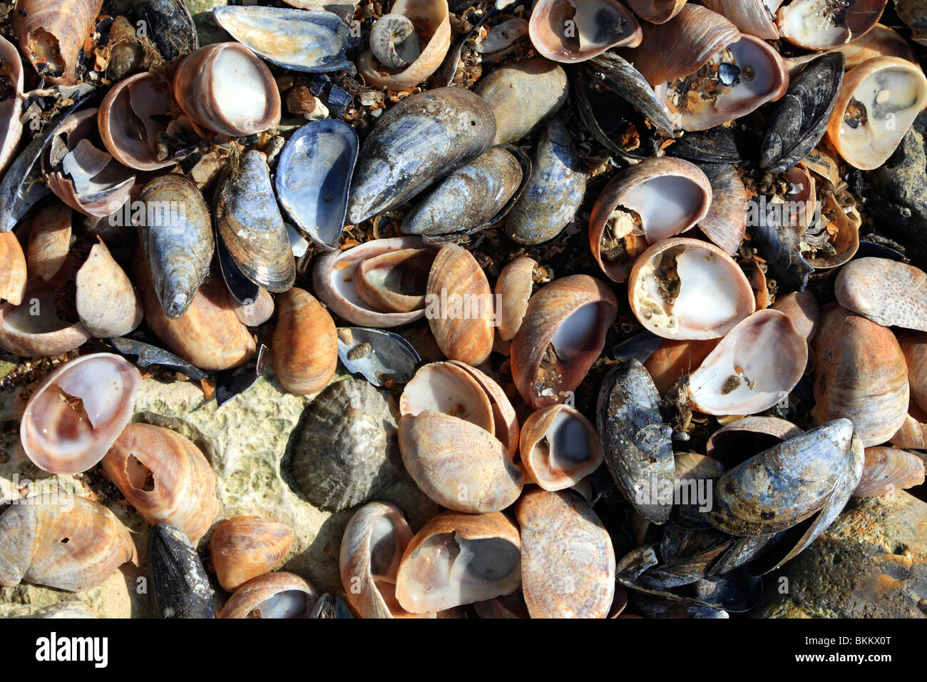 Shells on the beach at Seaford East Sussex England UK Stock Photo - Alamy