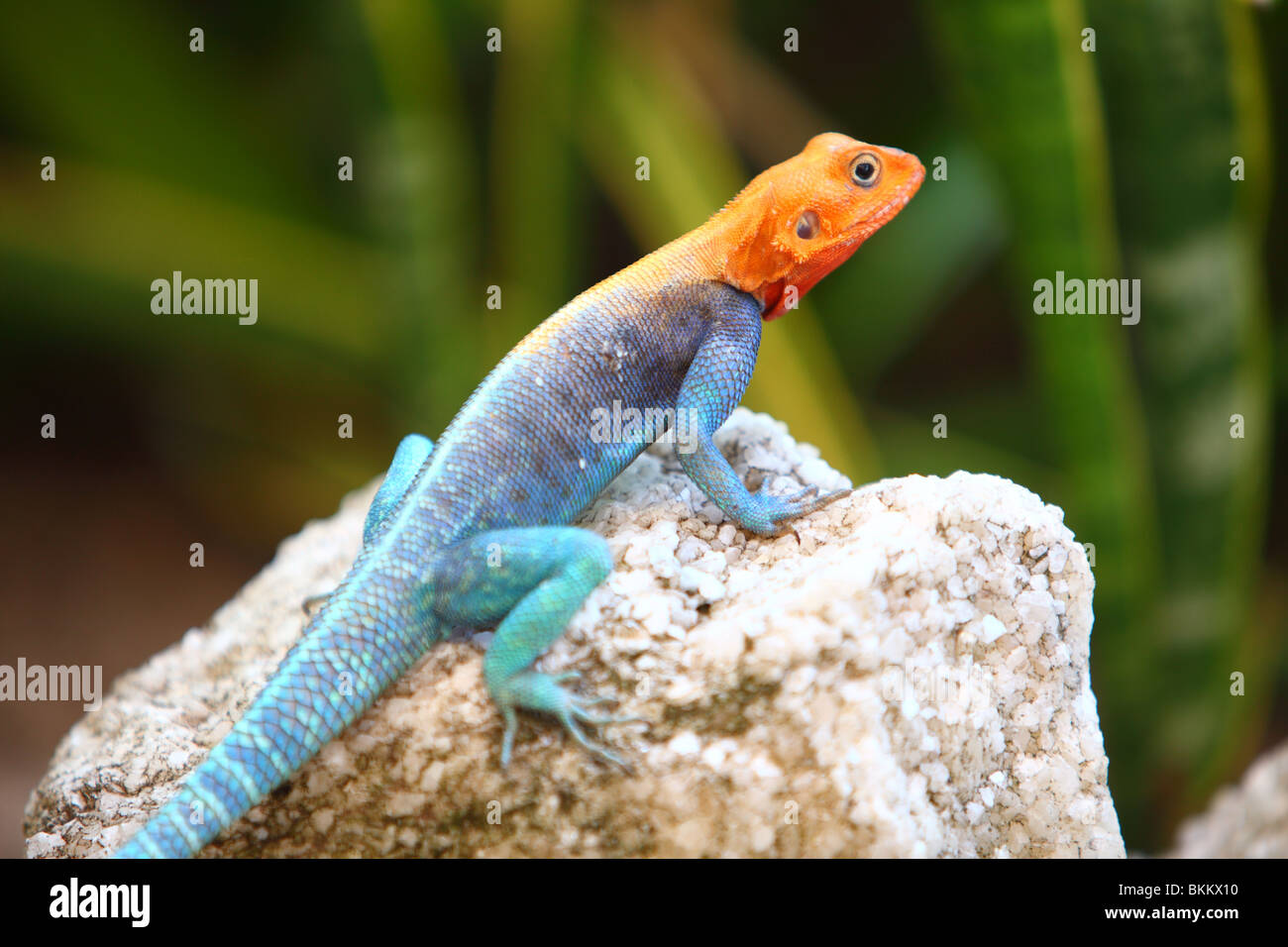 Kenya Mombasa East Africa West High Resolution Stock Photography and ...