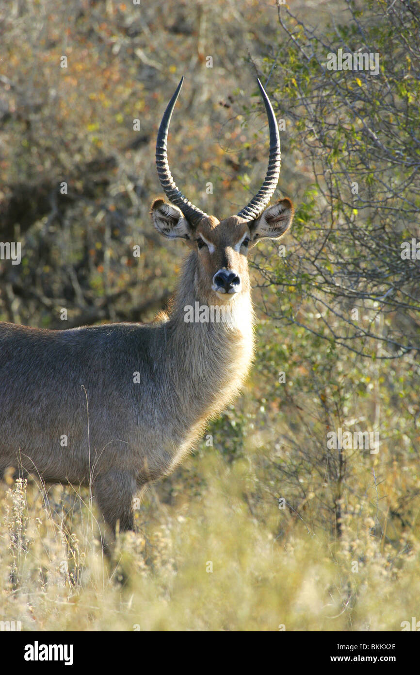 Male Common Waterbuck, kruger park, south africa Stock Photo - Alamy