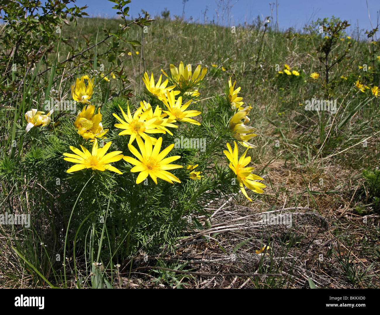 Adonis Vernalis in spring Stock Photo - Alamy