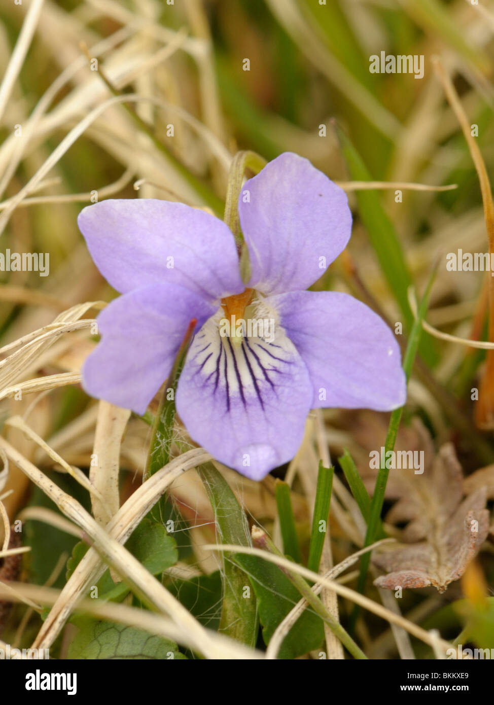 Violet light hi-res stock photography and images - Alamy