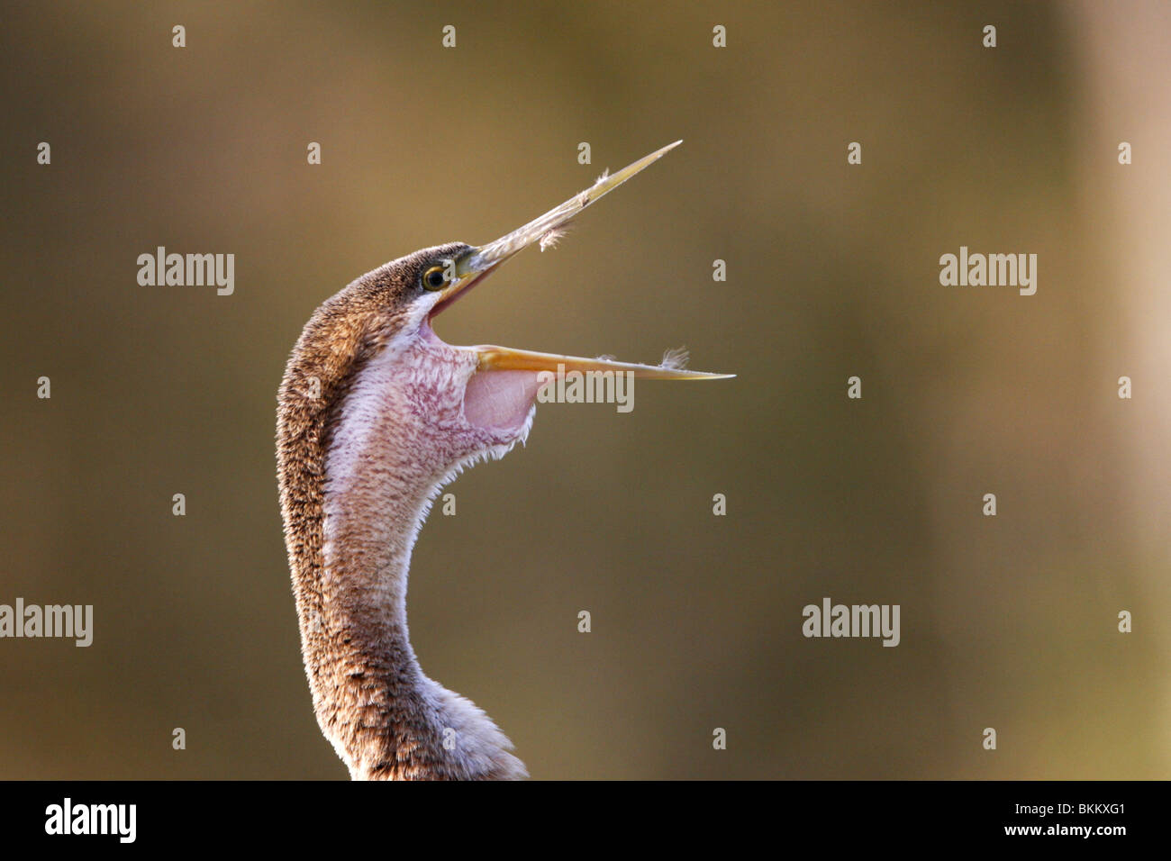 Darter bird hi-res stock photography and images - Alamy