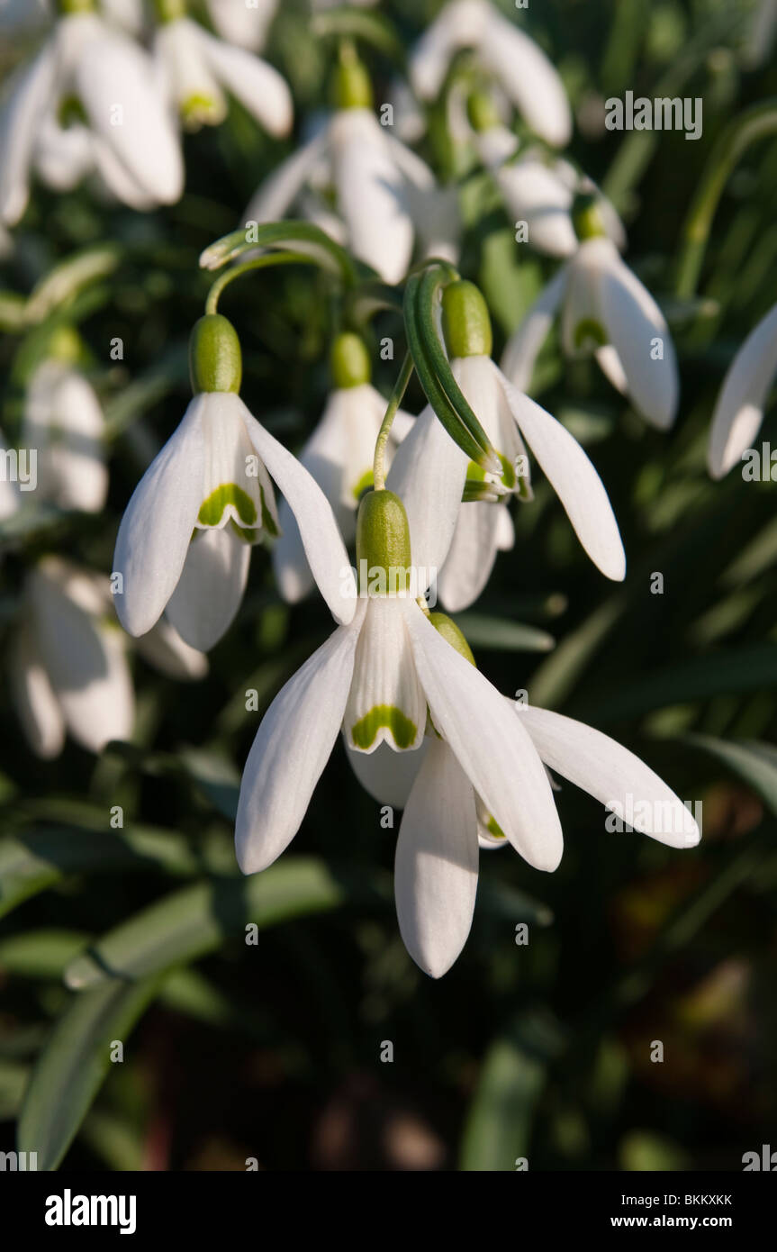 British spring time snowdrops hi-res stock photography and images - Alamy