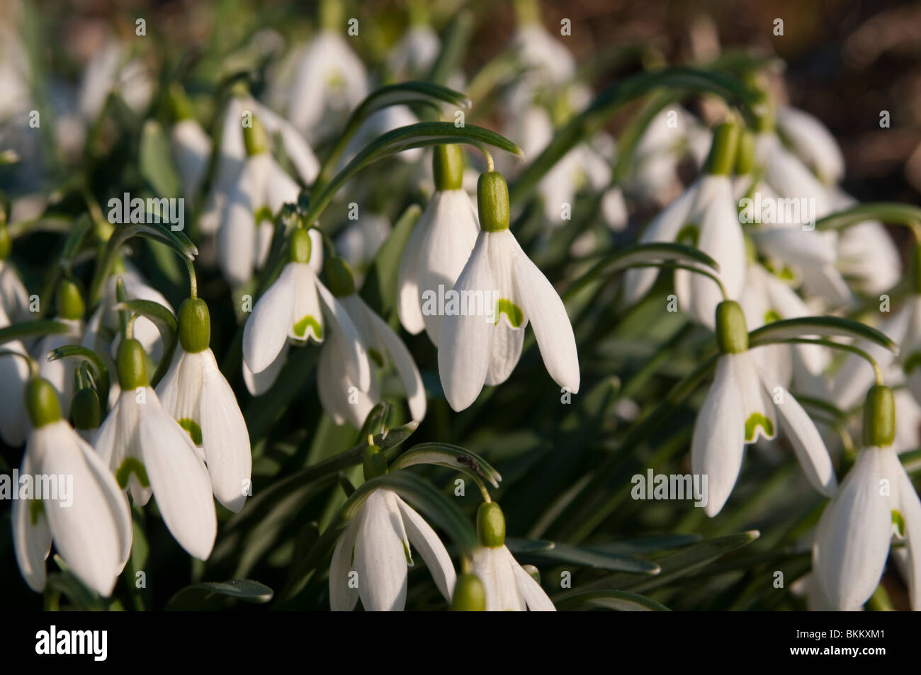 British spring time snowdrops hi-res stock photography and images - Alamy