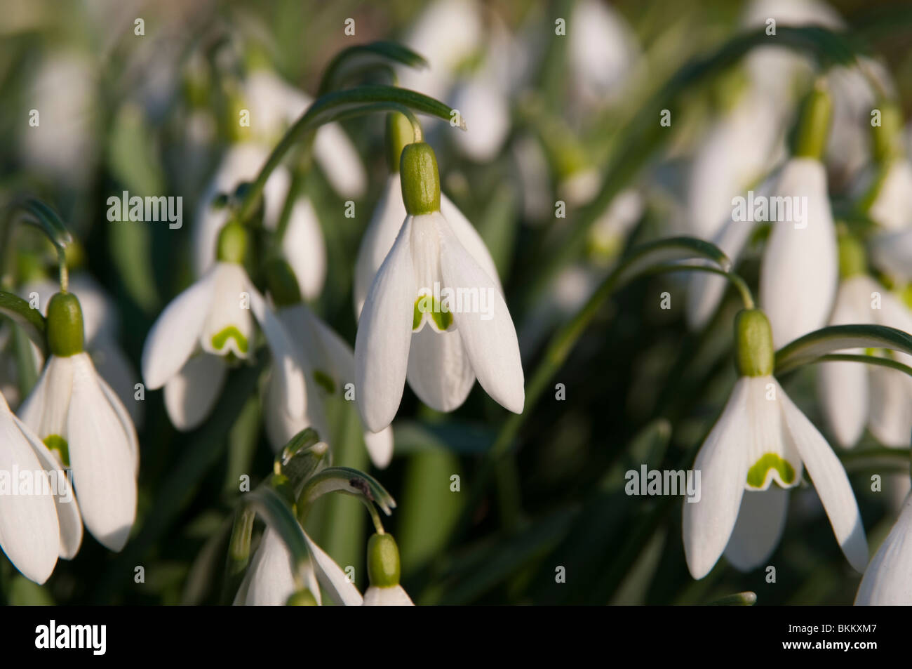 British spring time snowdrops hi-res stock photography and images - Alamy