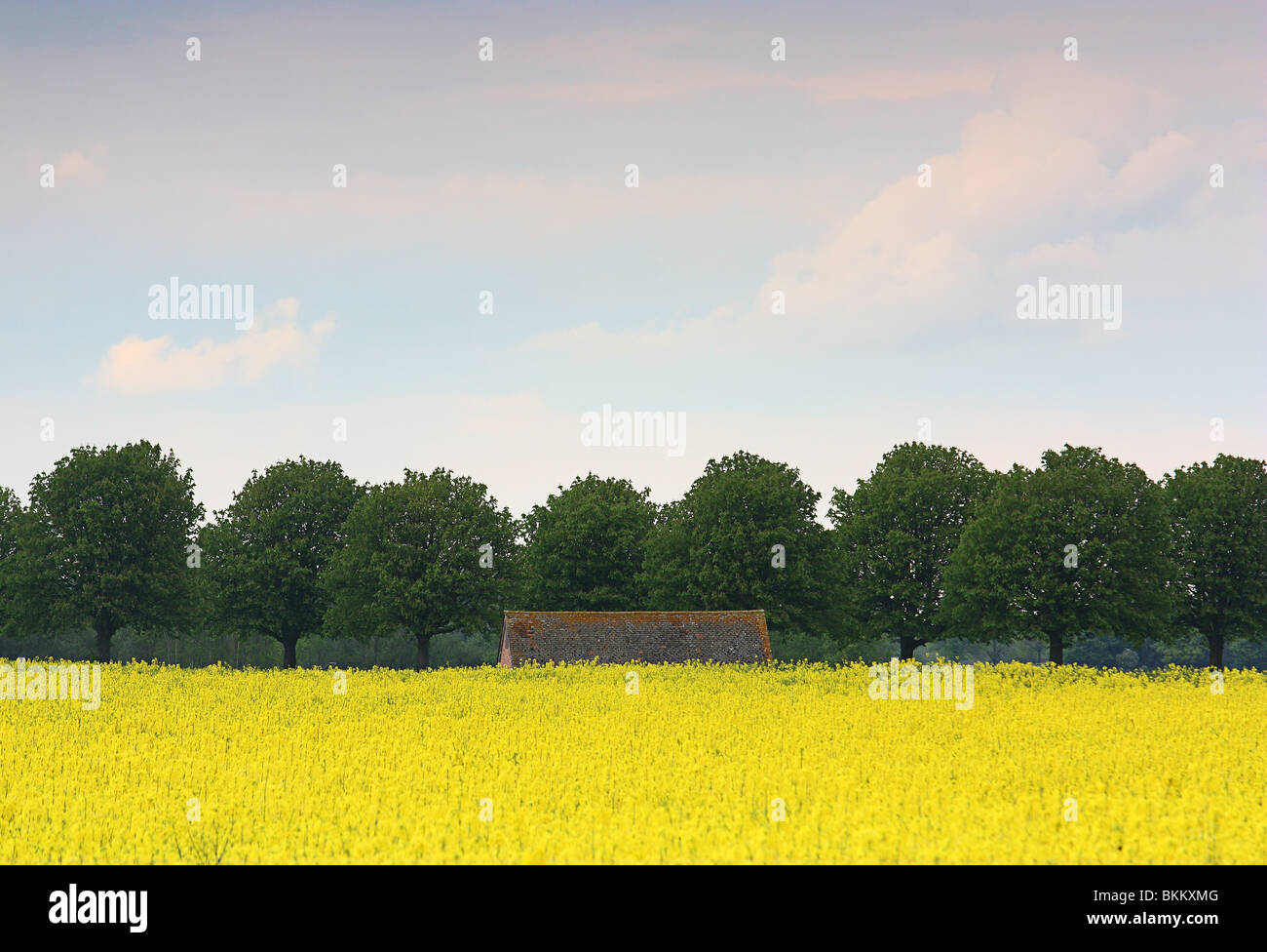 Trees lined up in yellow field Stock Photo - Alamy