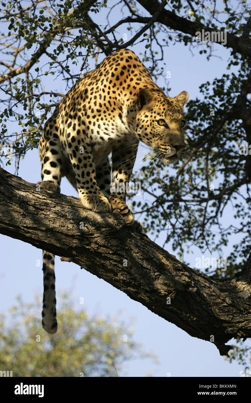 Leopard in tree hi-res stock photography and images - Alamy