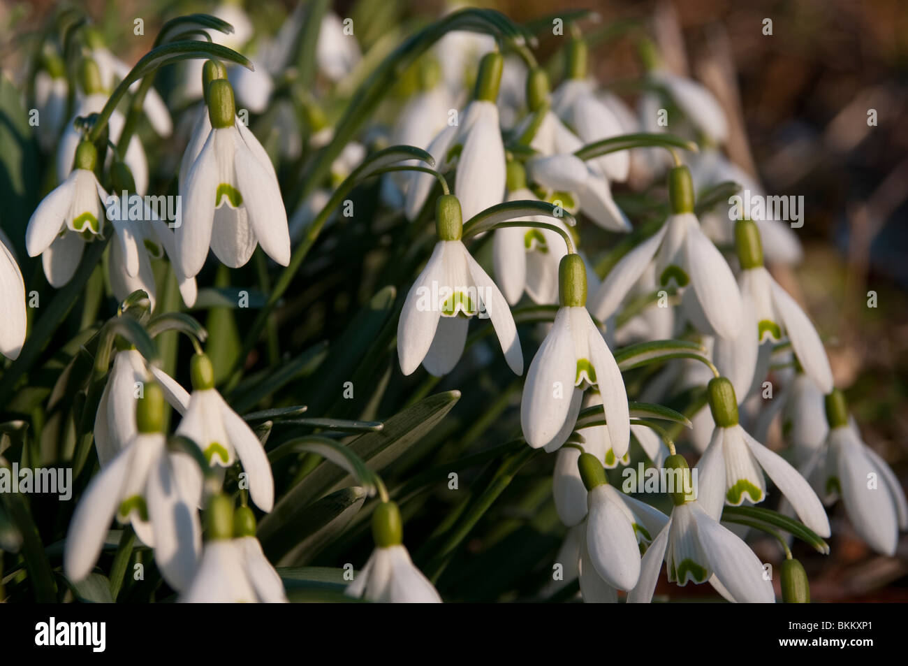 British spring time snowdrops hi-res stock photography and images - Alamy