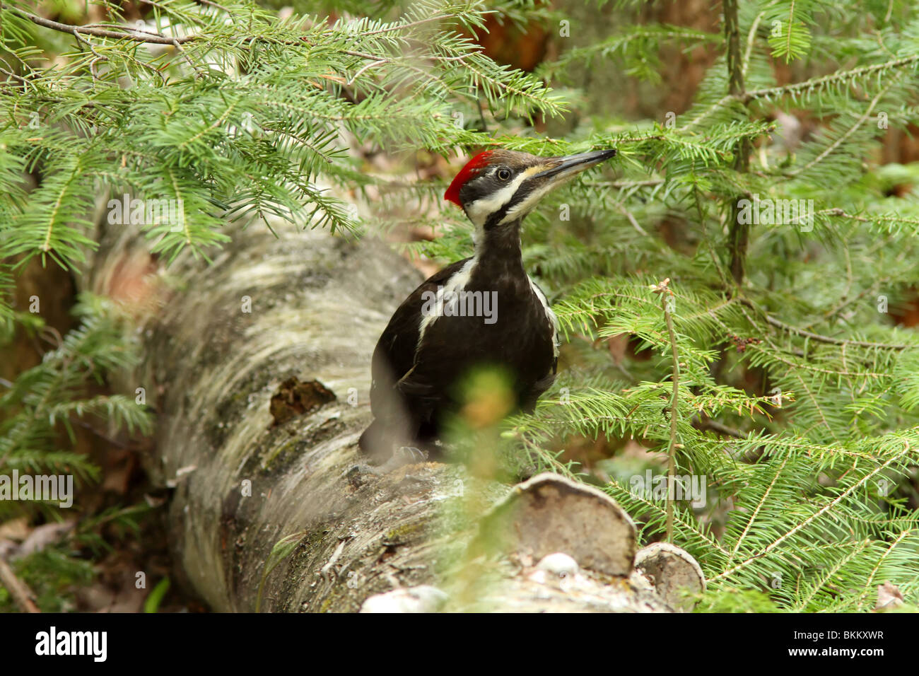 Rare woodpecker hi-res stock photography and images - Alamy