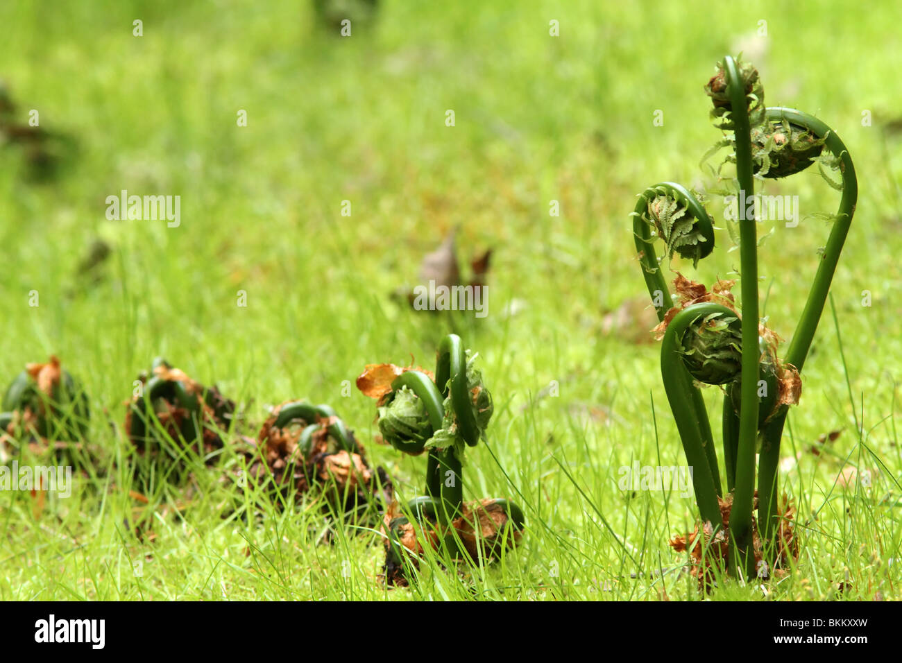 Sprouting Ferns High Resolution Stock Photography and Images - Alamy