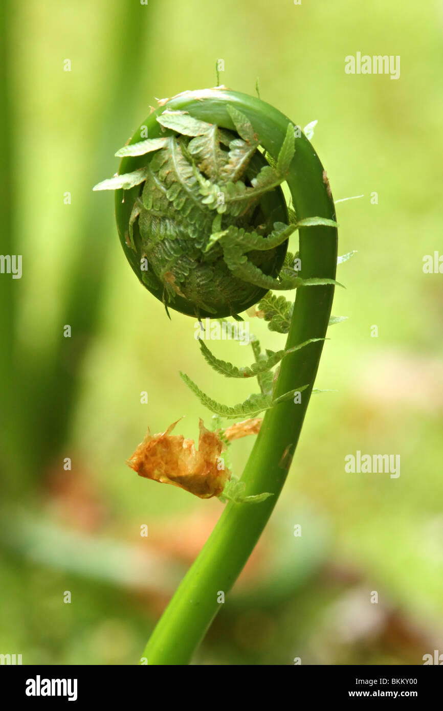 Fiddlehead fern hi-res stock photography and images - Alamy