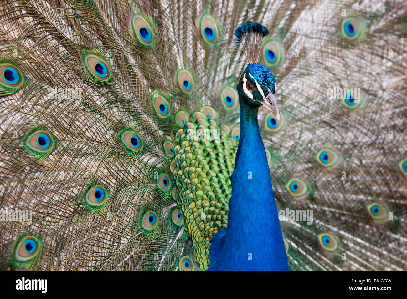 Colored tail hi-res stock photography and images - Alamy