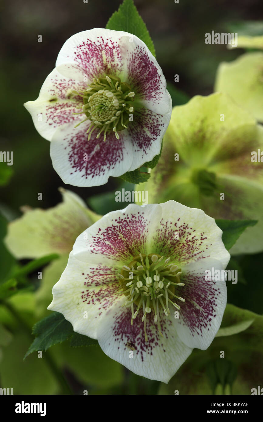 White spotted helleborus hi-res stock photography and images - Alamy