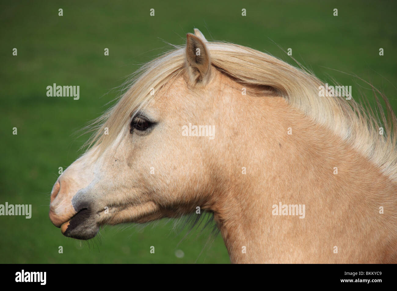 Portrait of horse's head Stock Photo - Alamy